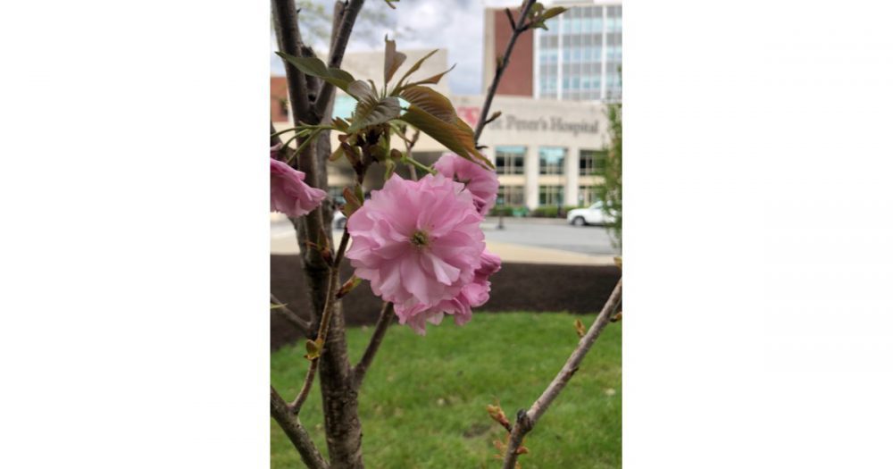 Tree Honoring Frontline Workers Planted at St. Peter's Hospital - St ...